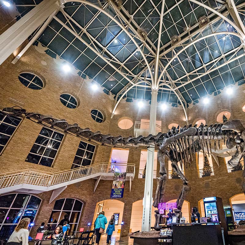 Wildwoods AGLOW | Fernbank Museum of Natural History